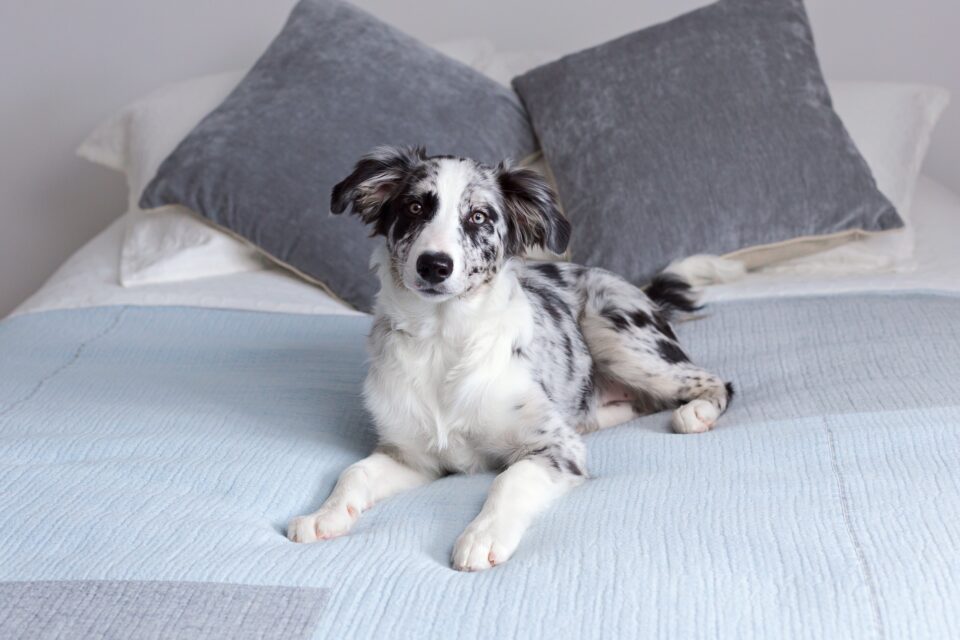 Spotted Dog Breeds: 59 Dogs With Spots (With Pictures)