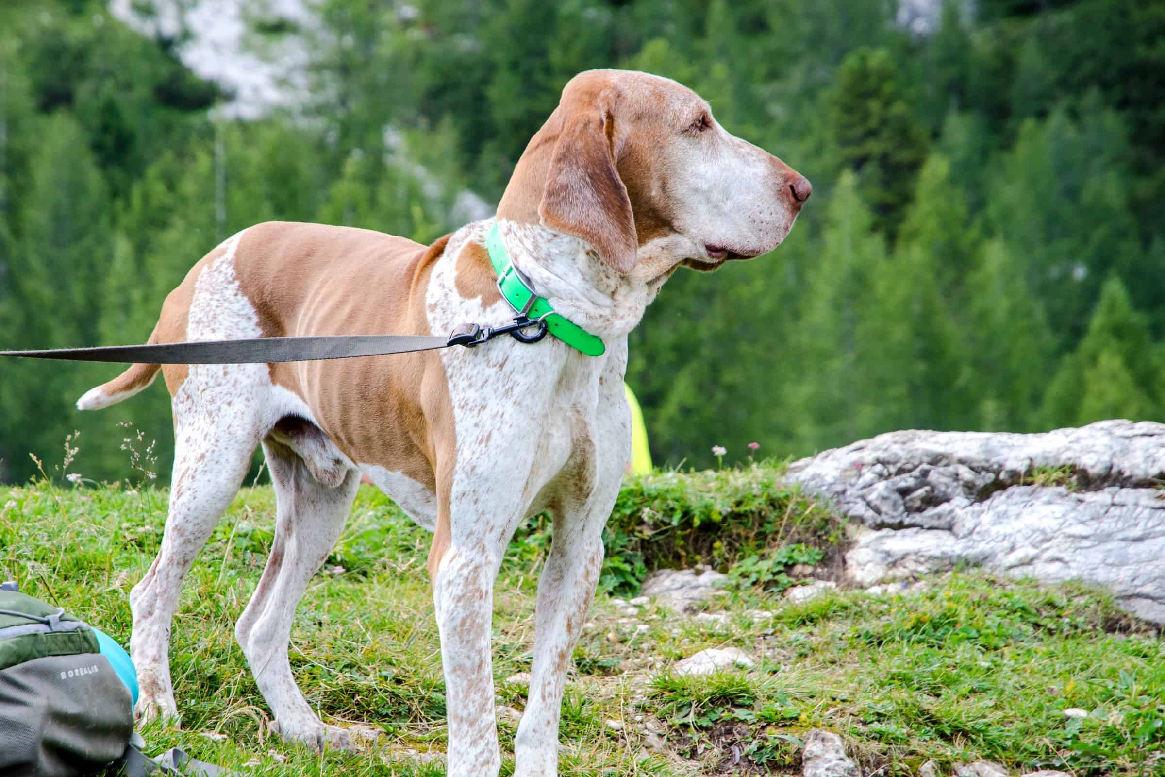 Spotted Dog Breeds: 59 Dogs With Spots (With Pictures)