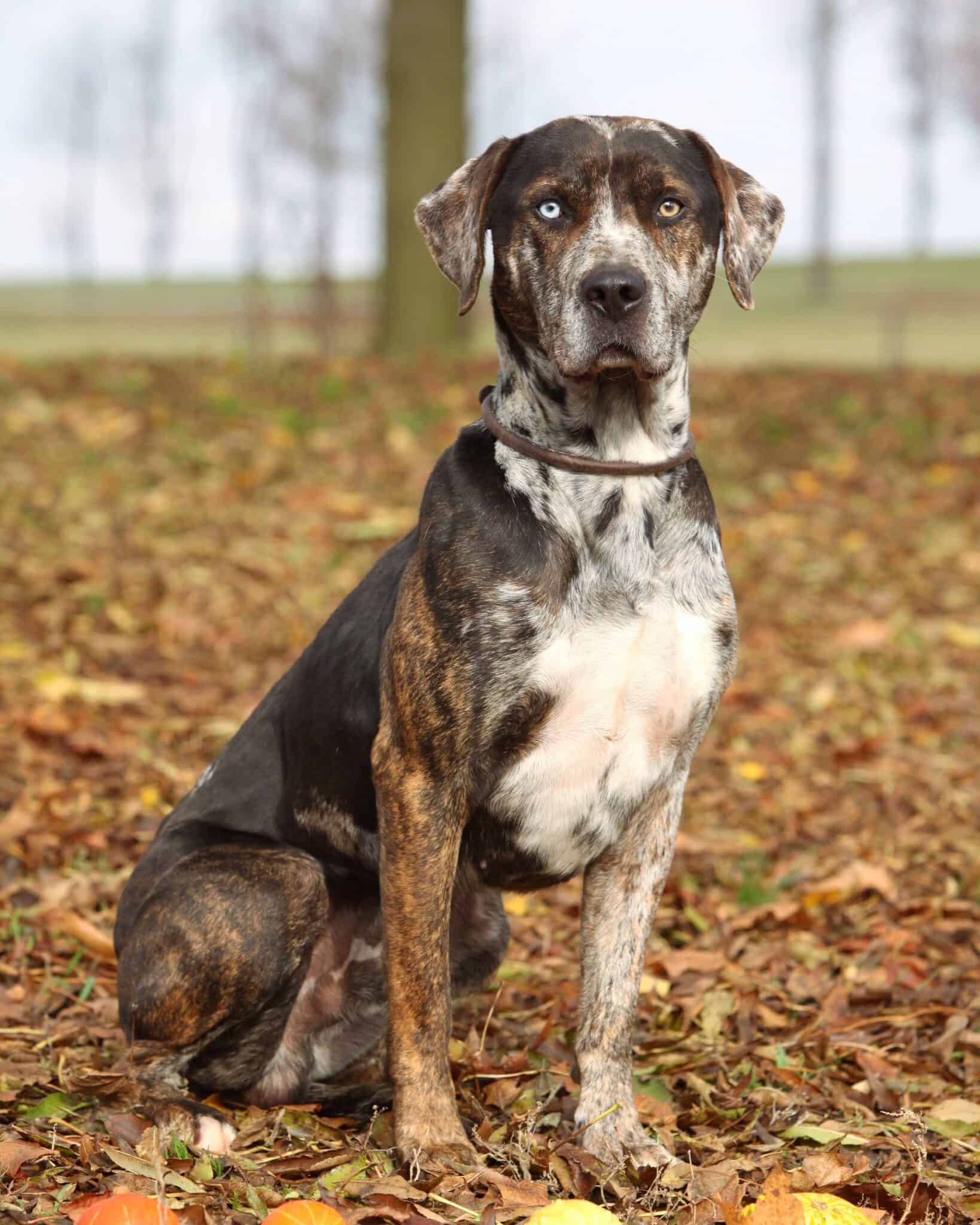 Spotted Dog Breeds: 59 Dogs With Spots (With Pictures)