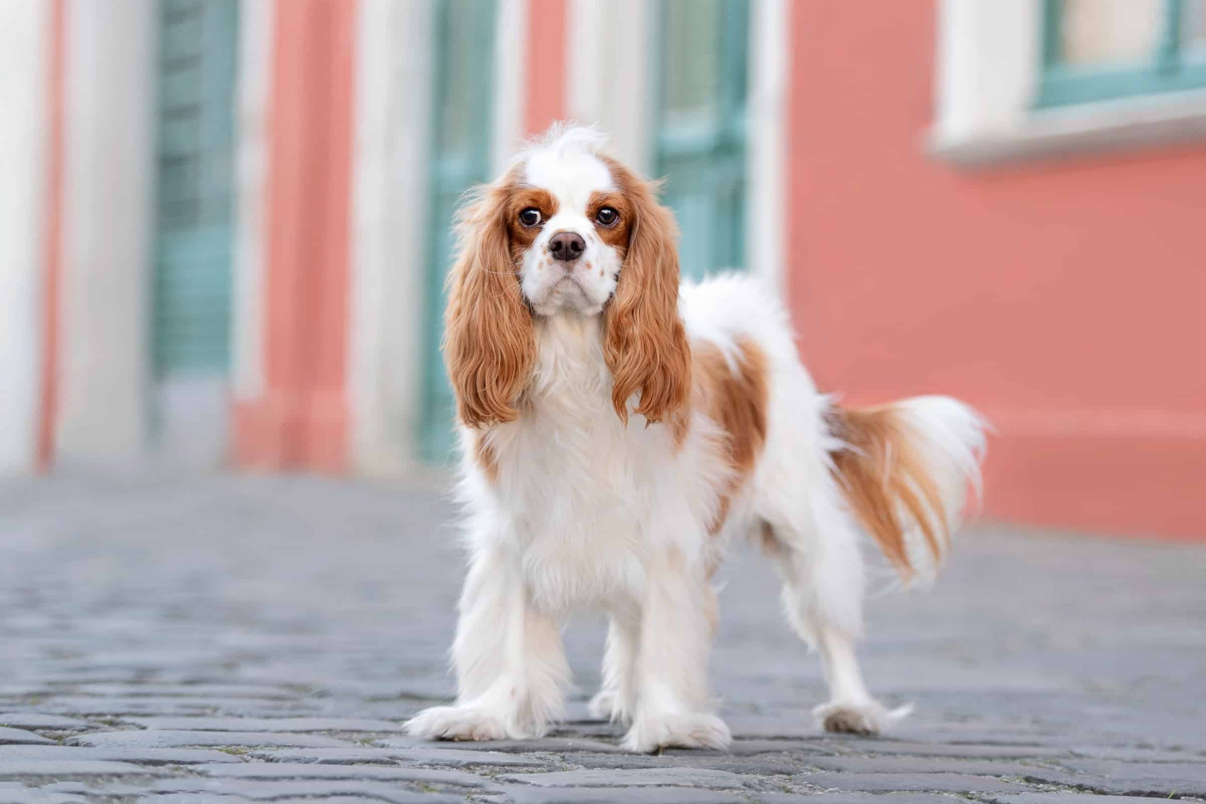 Spotted Dog Breeds: 59 Dogs With Spots (With Pictures)