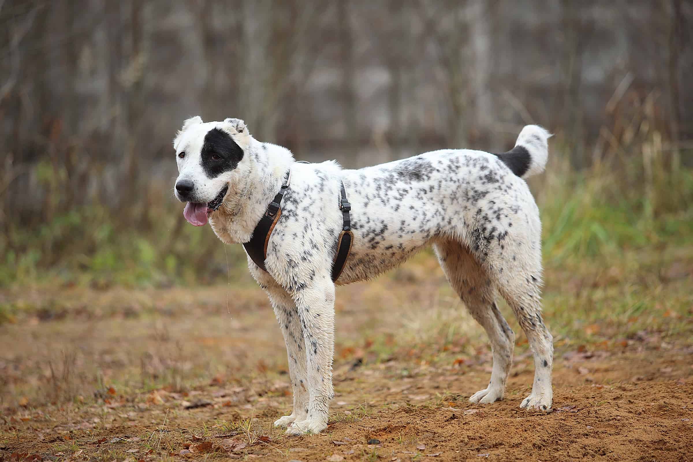 Spotted Dog Breeds: 59 Dogs With Spots (With Pictures)