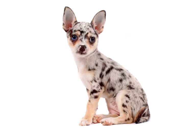 Spotted Dog Breeds: 59 Dogs With Spots (With Pictures)