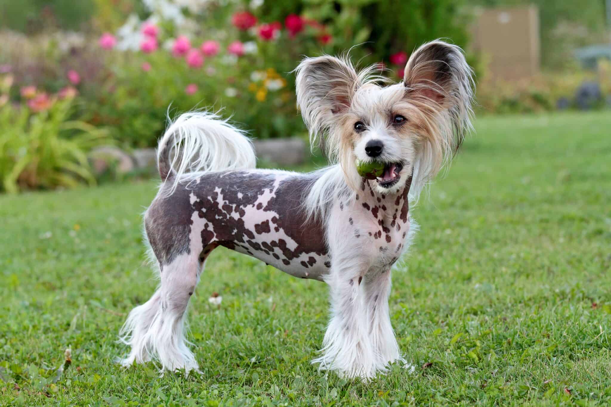 Spotted Dog Breeds: 59 Dogs With Spots (With Pictures)