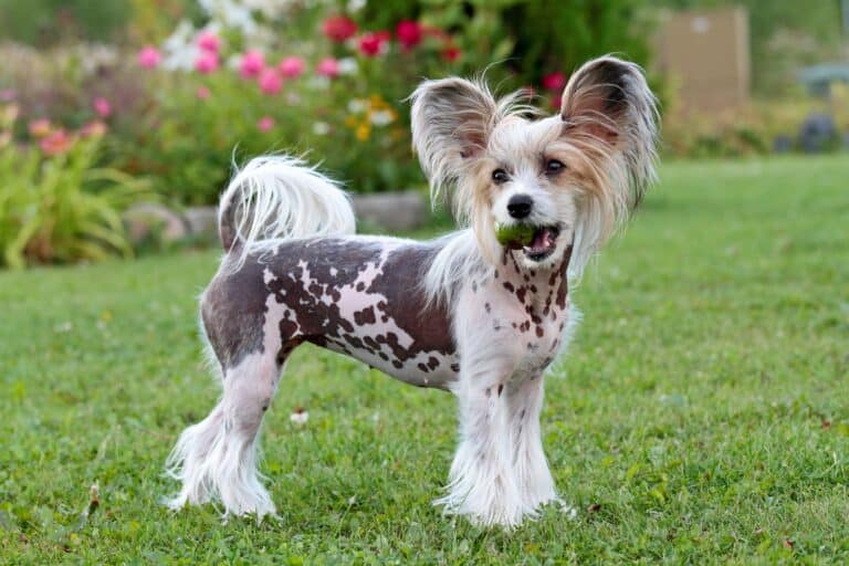 Spotted Dog Breeds: 59 Dogs With Spots (With Pictures)