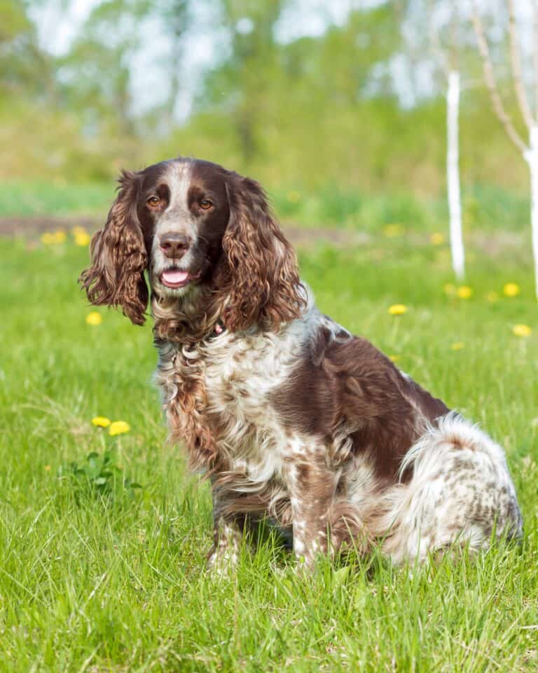 Spotted Dog Breeds: 59 Dogs With Spots (With Pictures)