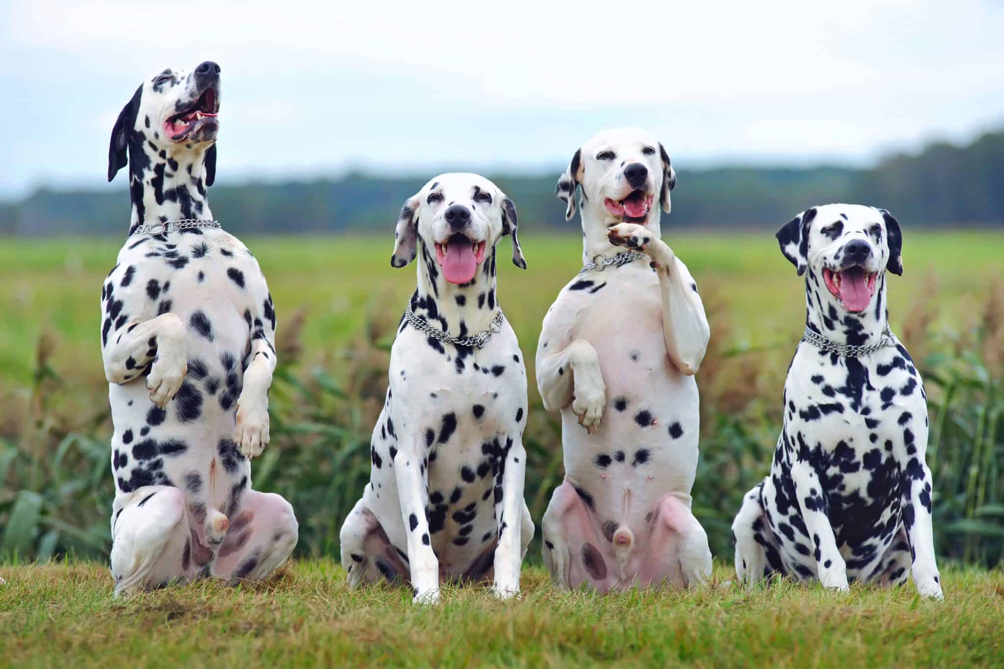 Spotted Dog Breeds: 59 Dogs With Spots (With Pictures)