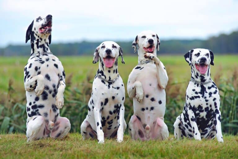 Spotted Dog Breeds: 59 Dogs With Spots (With Pictures)