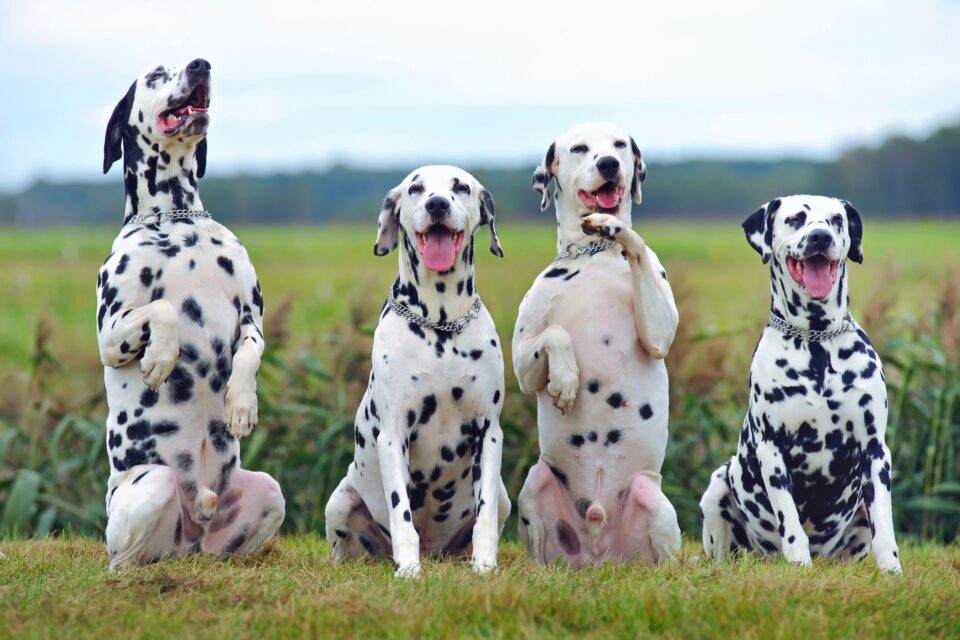 Spotted Dog Breeds: 59 Dogs With Spots (With Pictures)