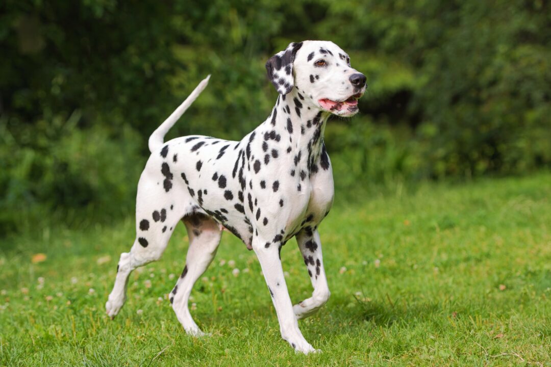 Spotted Dog Breeds: 59 Dogs With Spots (With Pictures)