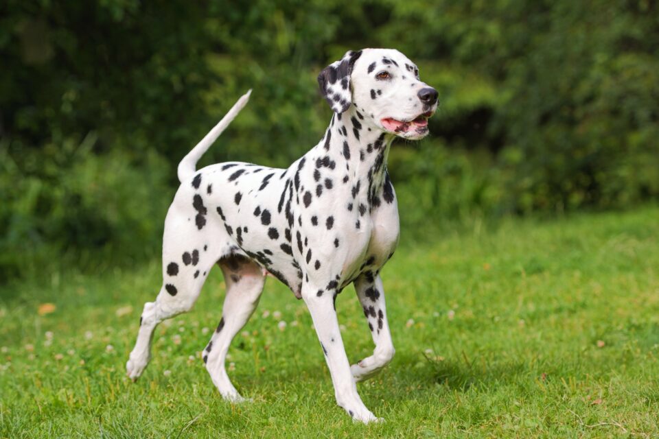 Spotted Dog Breeds: 59 Dogs With Spots (With Pictures)