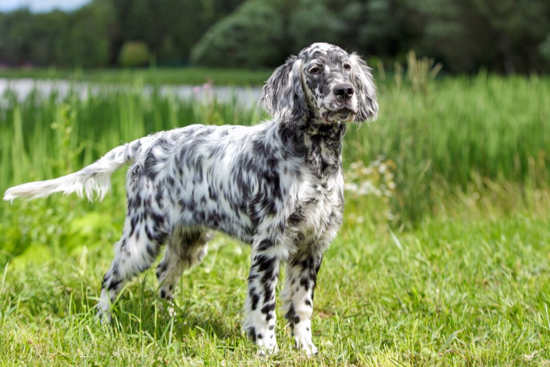 Spotted Dog Breeds: 59 Dogs With Spots (With Pictures)