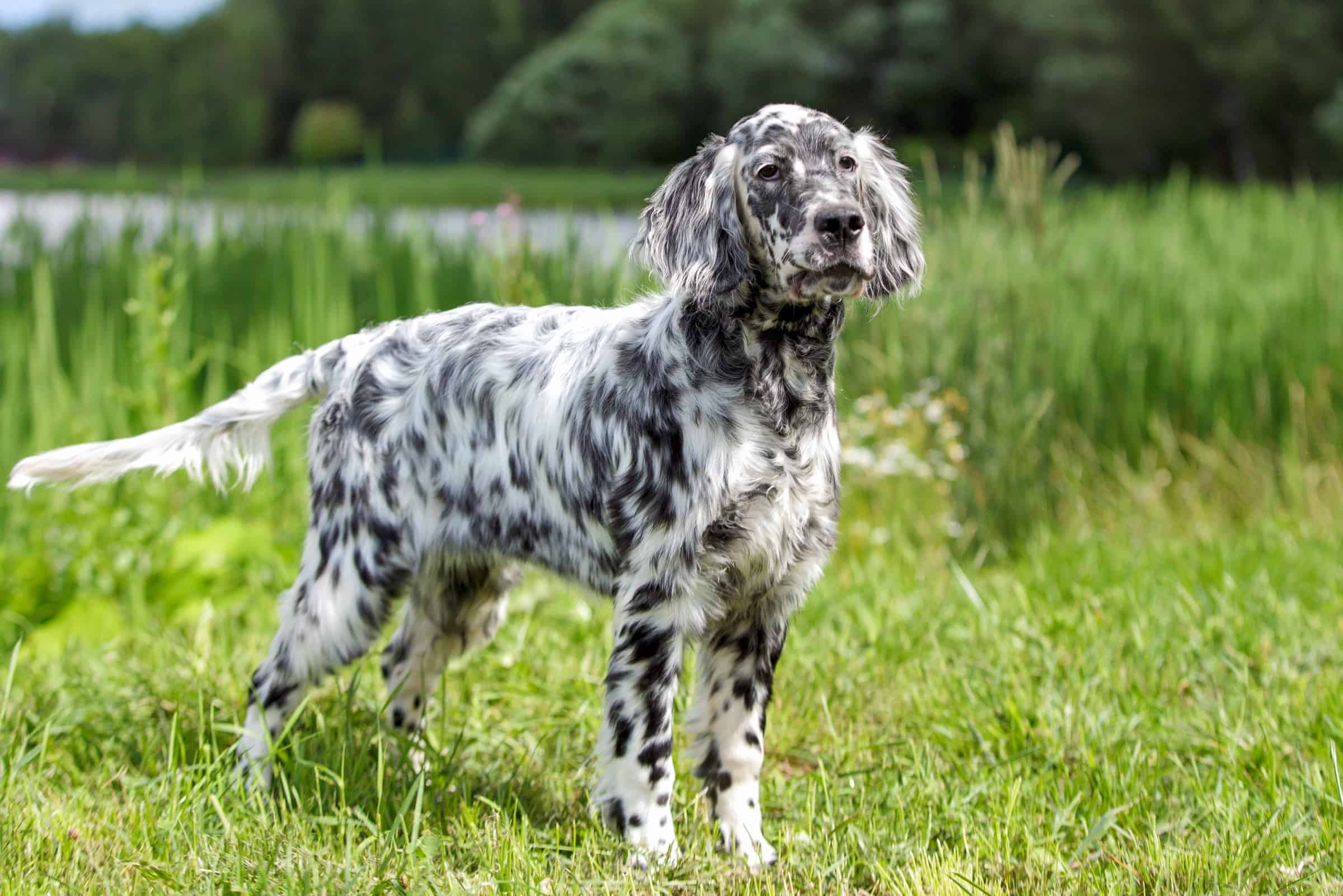 Spotted Dog Breeds: 59 Dogs With Spots (With Pictures)