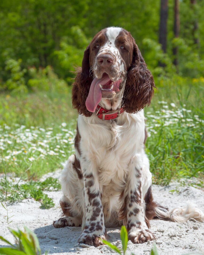 Spotted Dog Breeds: 59 Dogs With Spots (With Pictures)