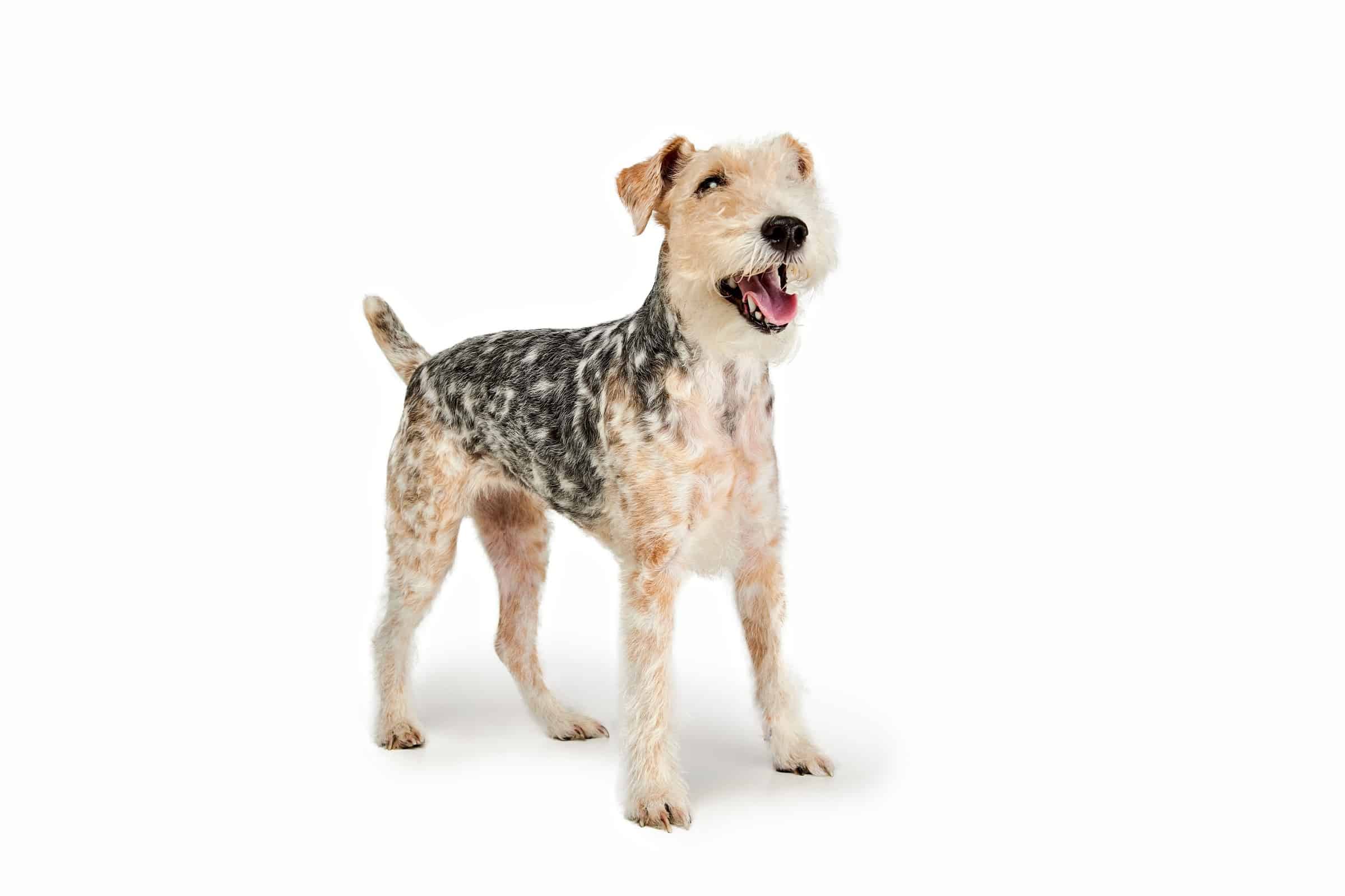Spotted Dog Breeds: 59 Dogs With Spots (With Pictures)