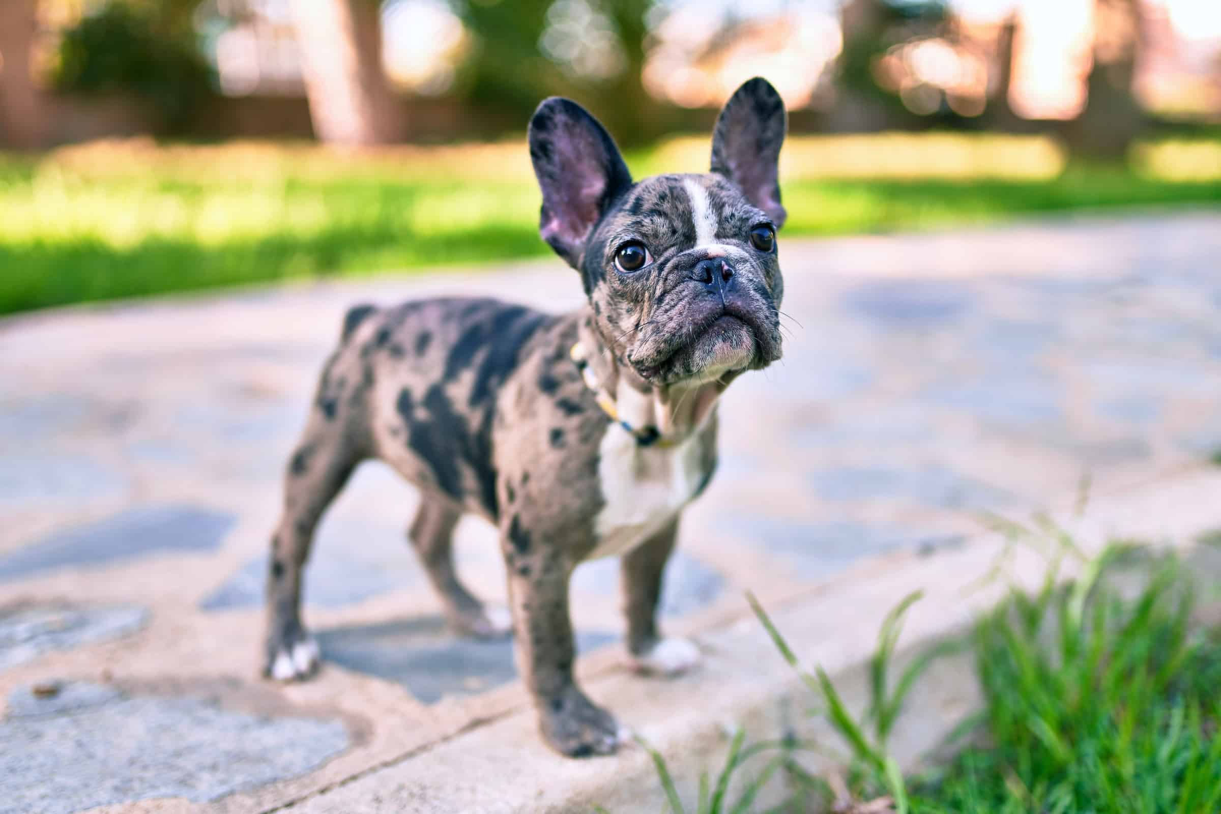 Spotted Dog Breeds: 59 Dogs With Spots (With Pictures)