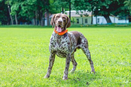 Spotted Dog Breeds: 59 Dogs With Spots (With Pictures)