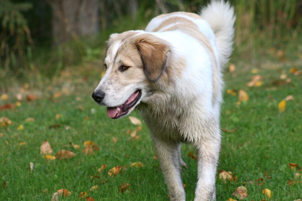 Spotted Dog Breeds: 59 Dogs With Spots (With Pictures)