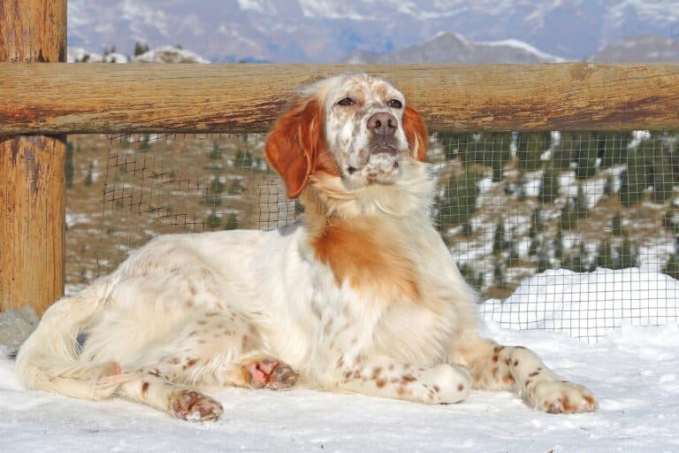 Spotted Dog Breeds: 59 Dogs With Spots (With Pictures)