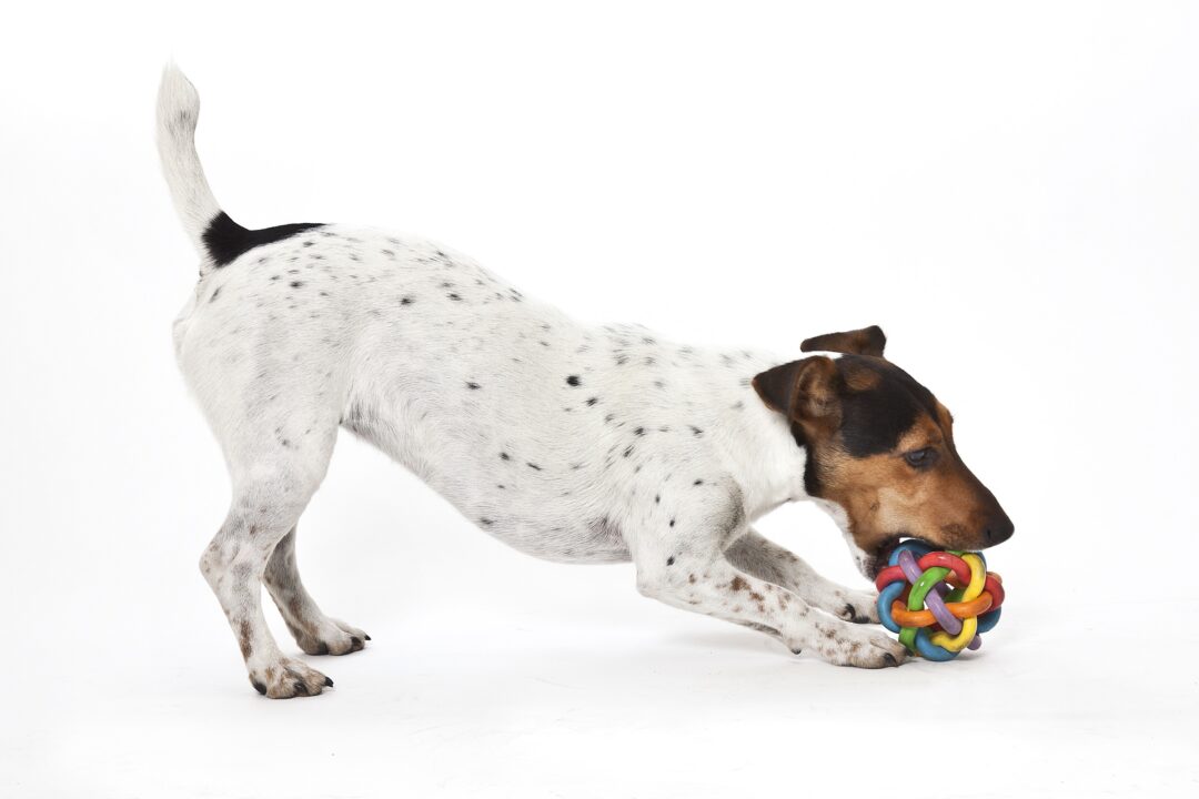 Spotted Dog Breeds: 59 Dogs With Spots (With Pictures)