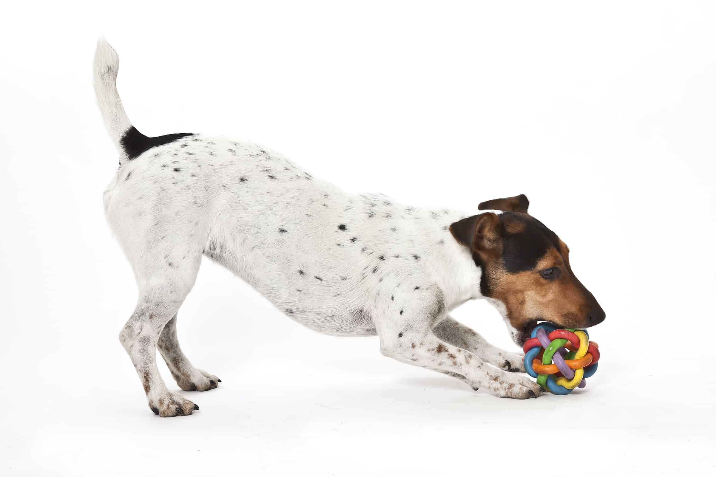 Spotted Dog Breeds: 59 Dogs With Spots (With Pictures)