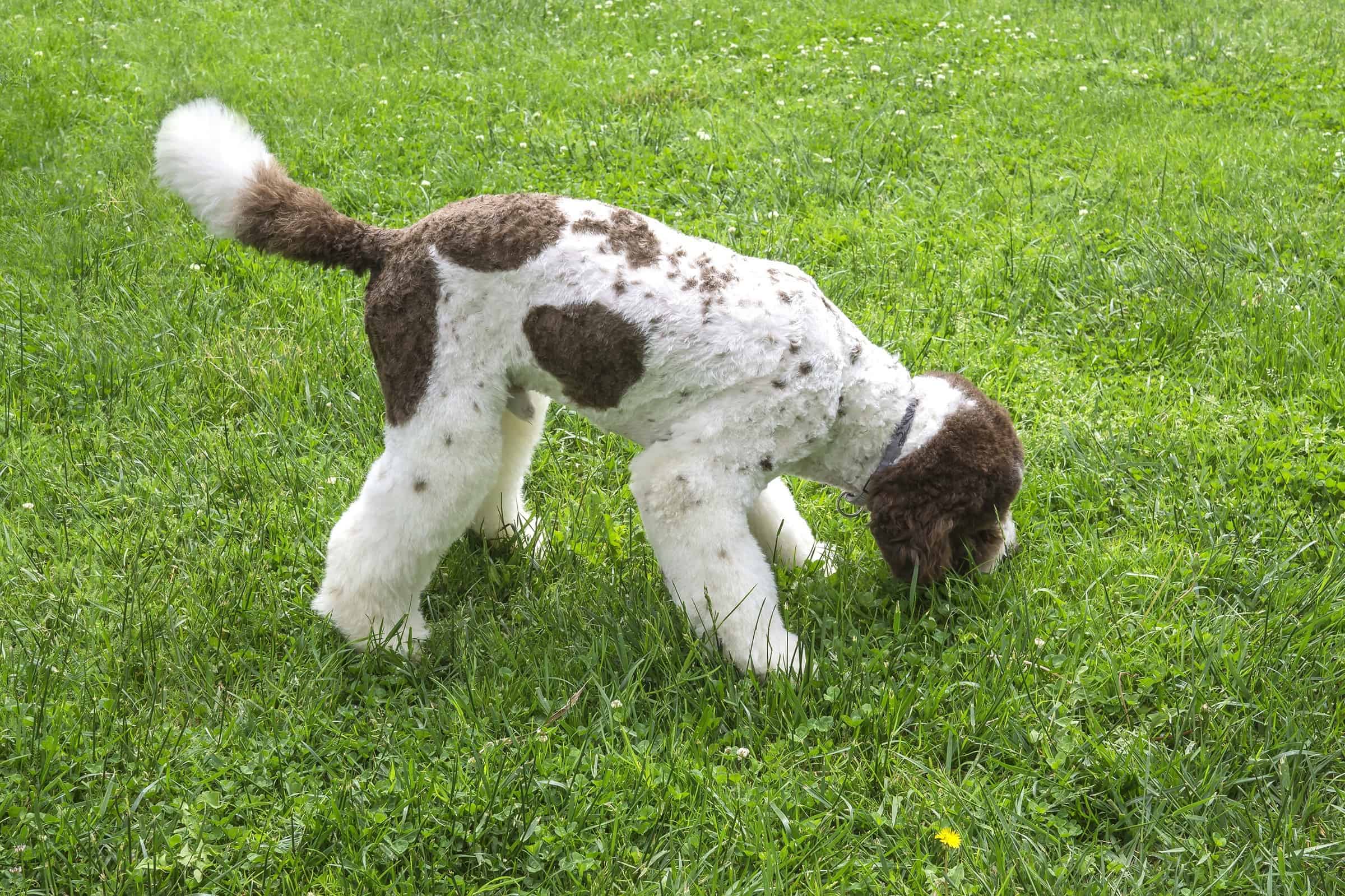 Spotted Dog Breeds: 59 Dogs With Spots (With Pictures)