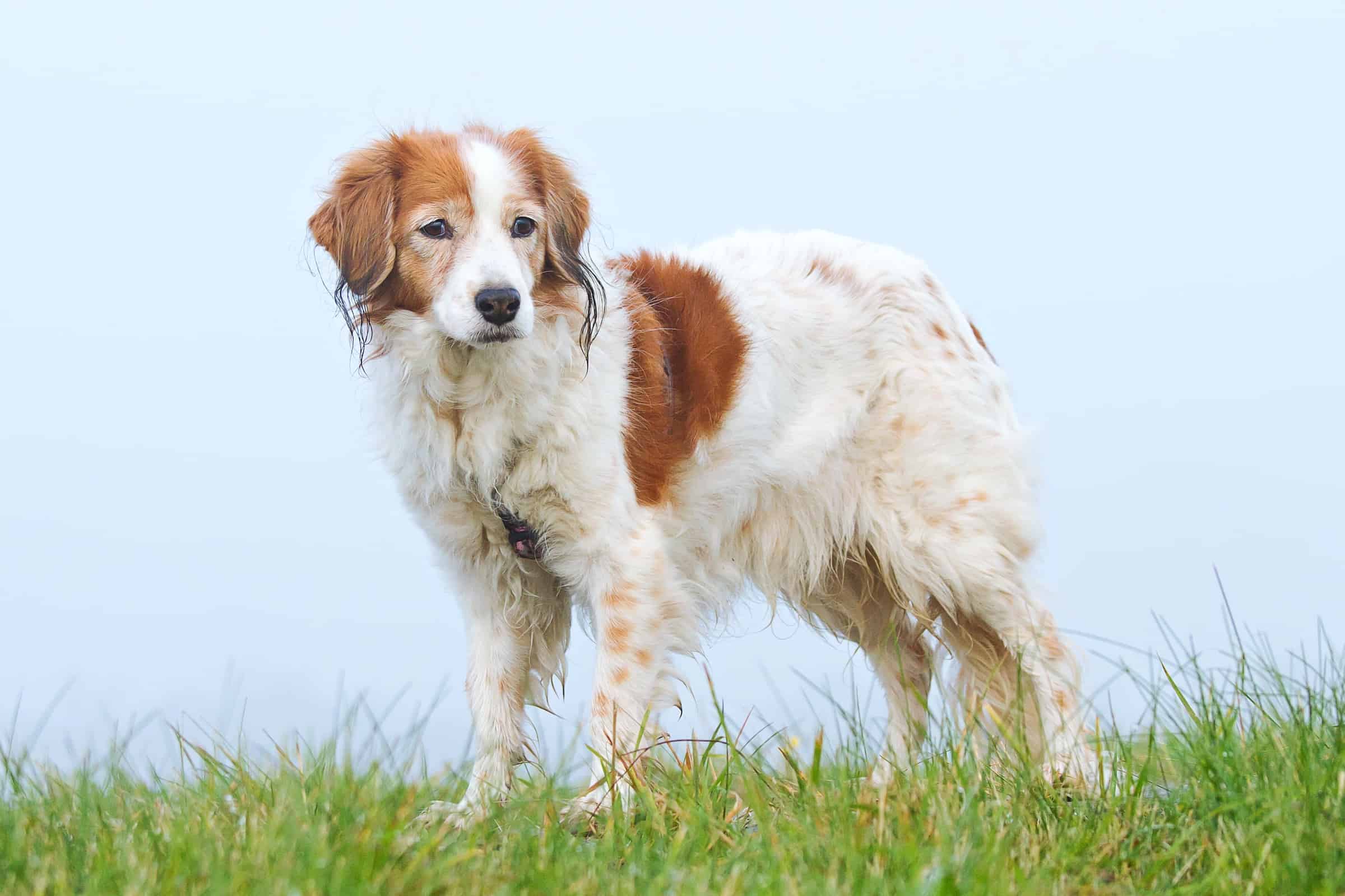 Spotted Dog Breeds: 59 Dogs With Spots (With Pictures)