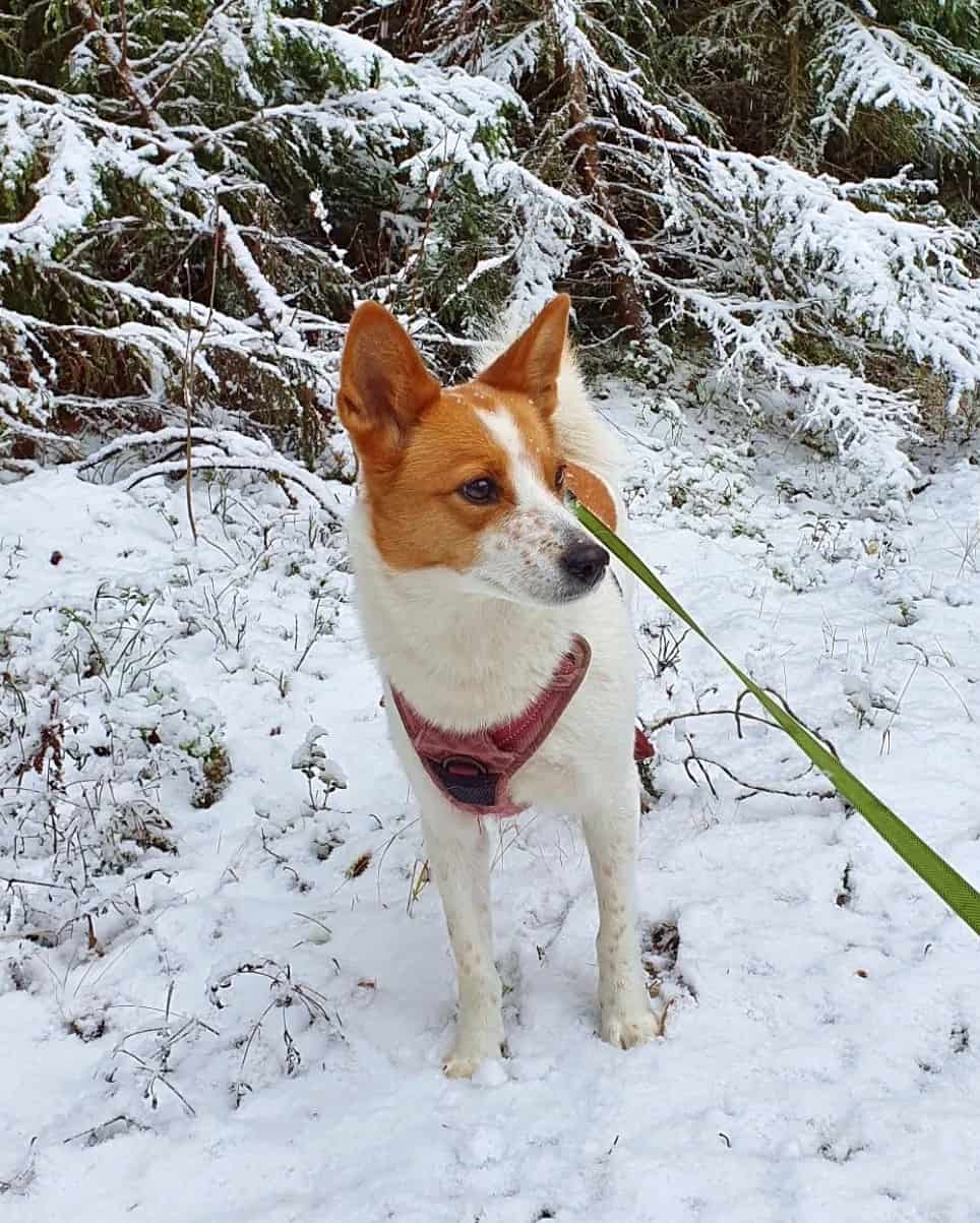 Spotted Dog Breeds: 59 Dogs With Spots (With Pictures)