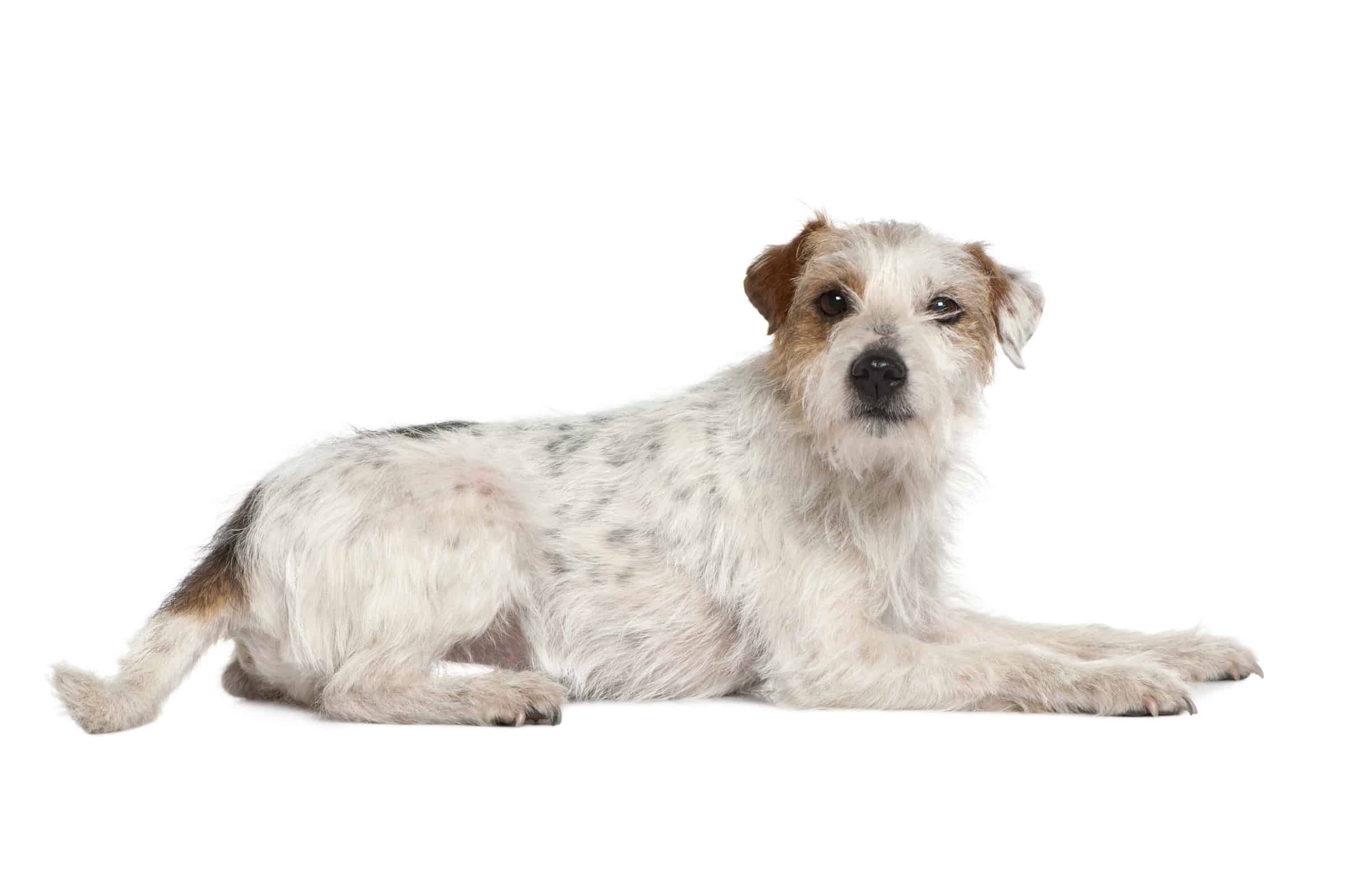 Spotted Dog Breeds: 59 Dogs With Spots (With Pictures)