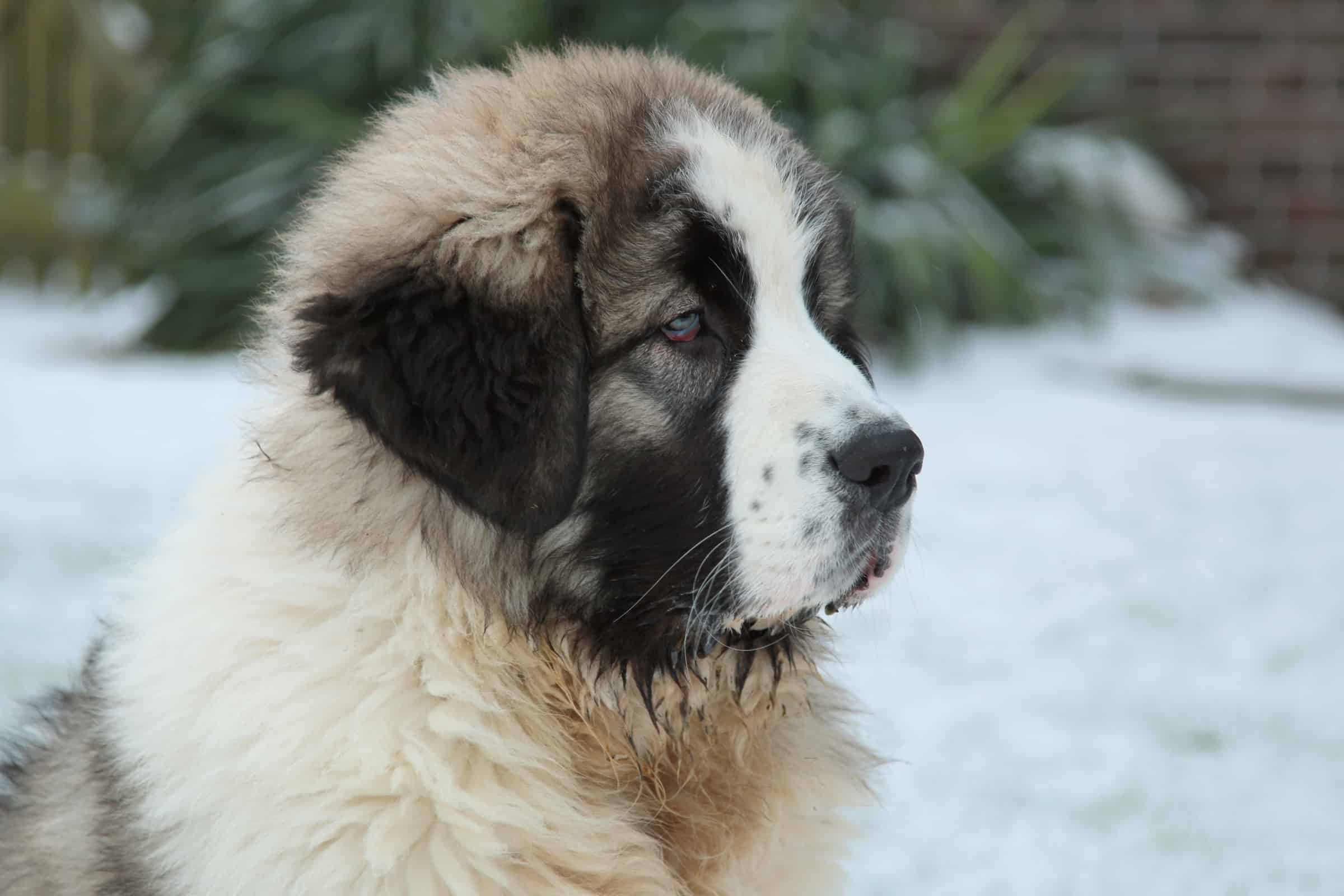 Spotted Dog Breeds: 59 Dogs With Spots (With Pictures)