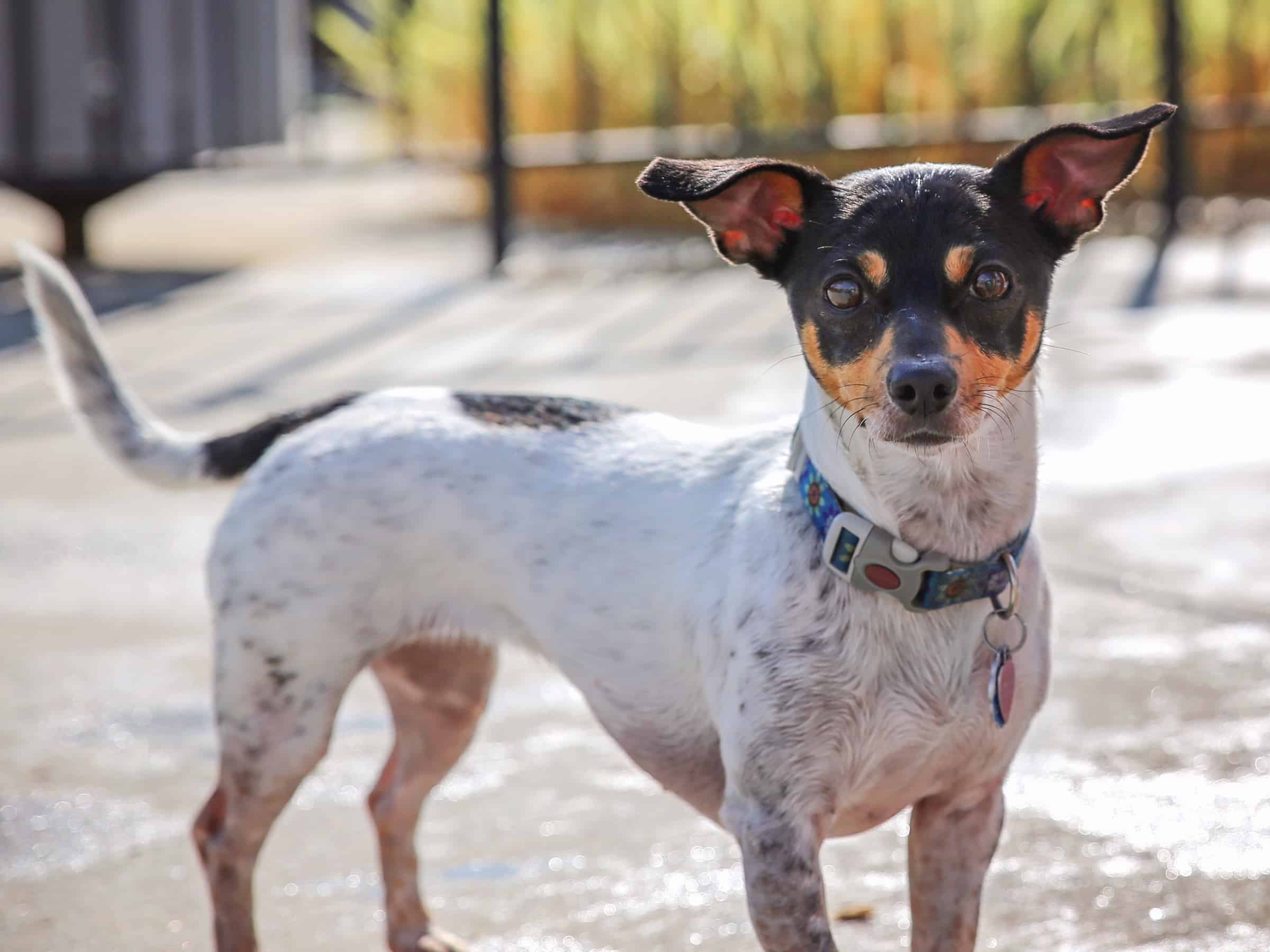 Spotted Dog Breeds: 59 Dogs With Spots (With Pictures)