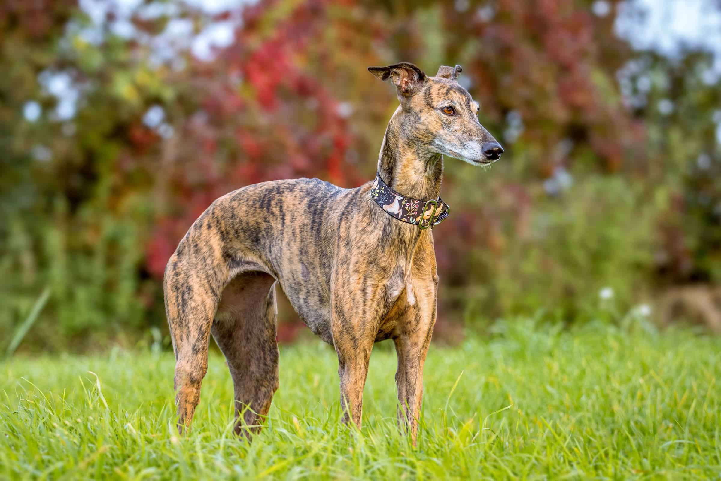 Spotted Dog Breeds: 59 Dogs With Spots (With Pictures)