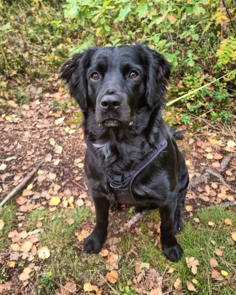 Rottweiler Mixes: 41 Best Rottie Crossbreeds (With Pictures)