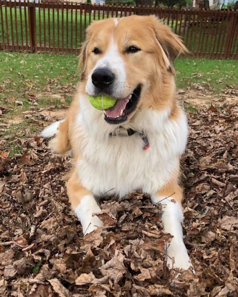 27 Beautiful Great Pyrenees Mixes (With Pictures) - Bubbly Pet