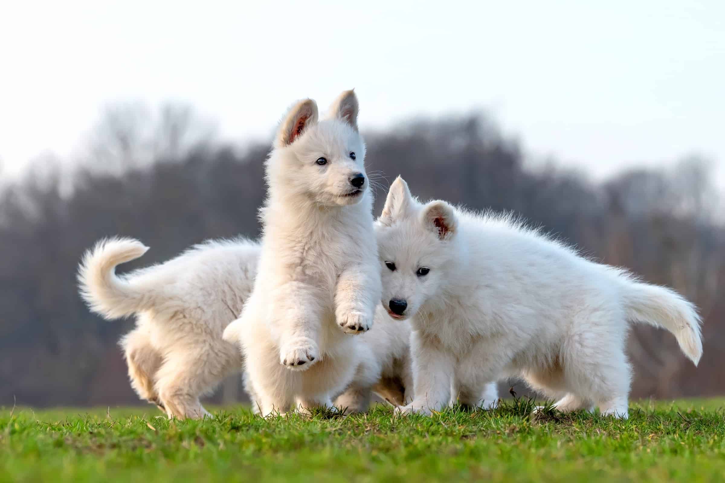 White Swiss Shepherd | Breed Information, Pictures & Facts