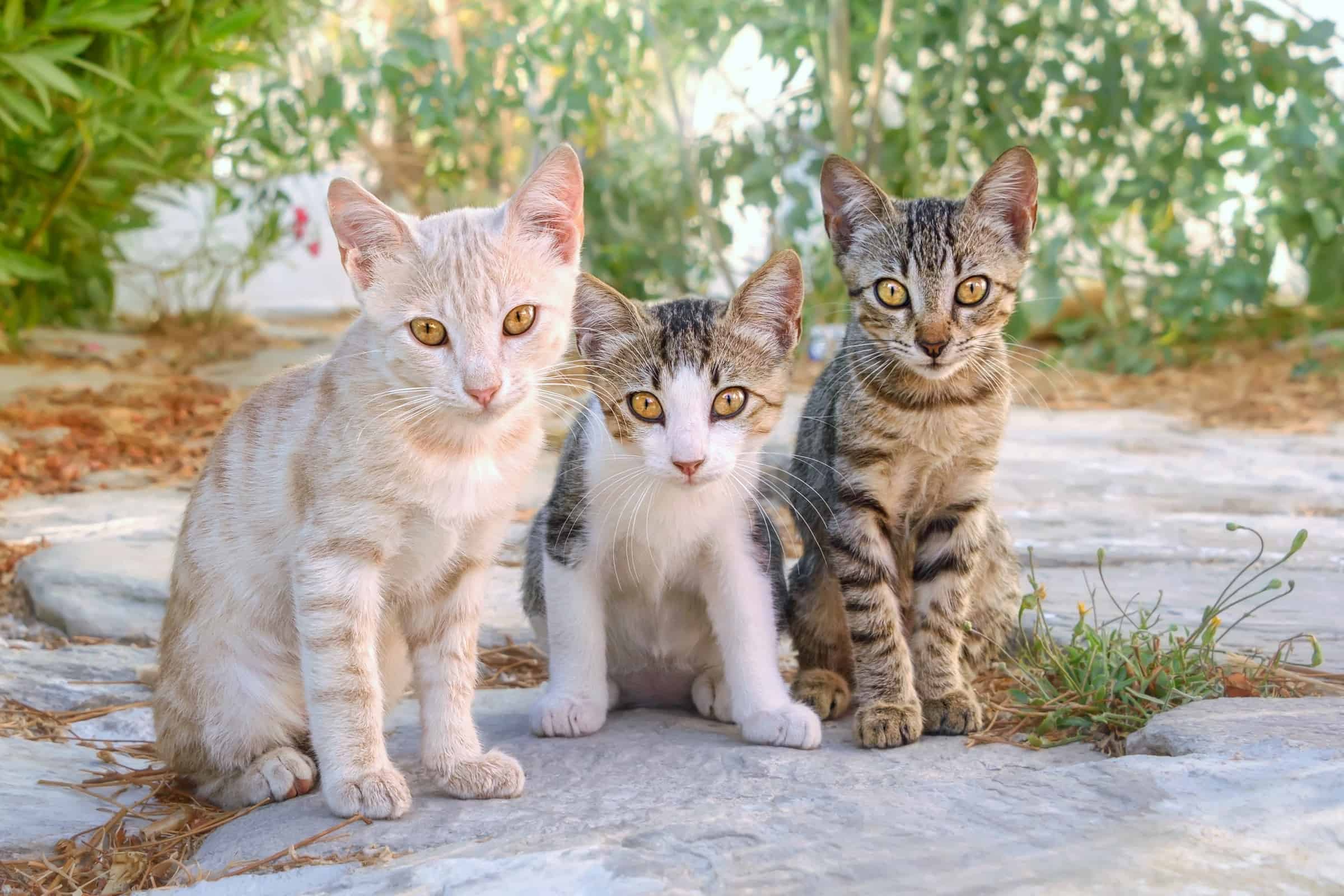 Orange Eyes in Cats: What Breed of Cat Has Orange Eyes?