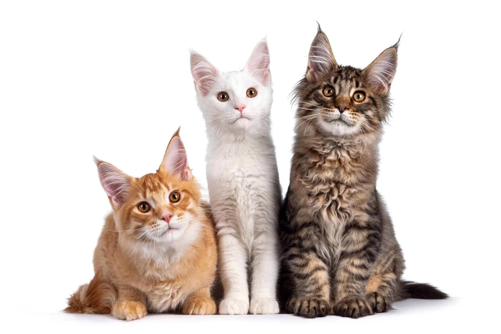 Long Faced Cats: What Cat Breed Has a Long Face?