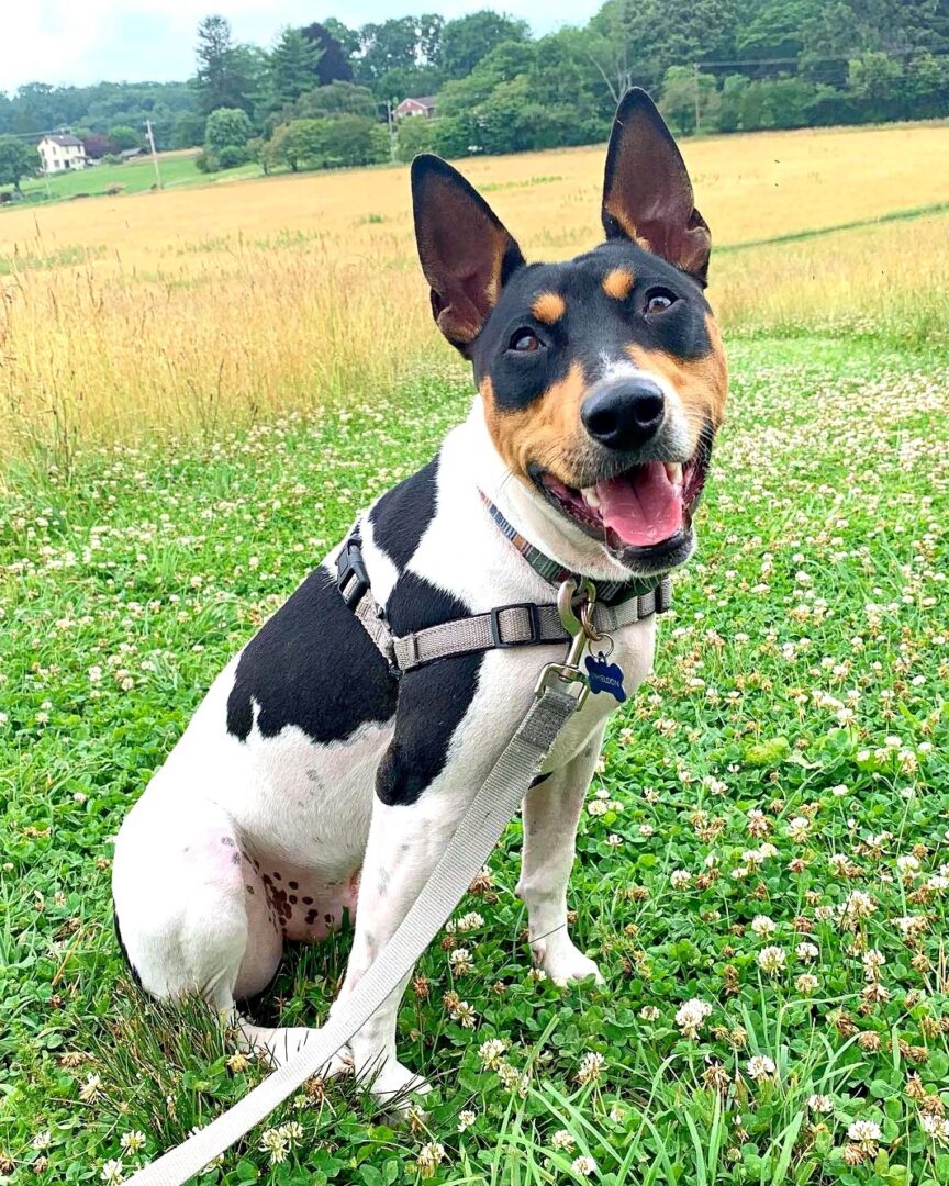 Decker Rat Terrier | Breed Information, Pictures, Facts & FAQs