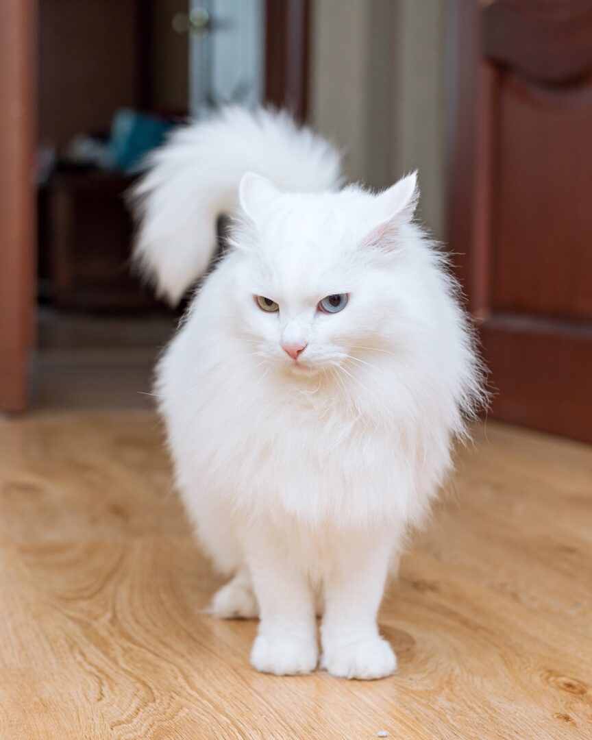 Top 13 Cat Breeds With Very Long Legs (With Pictures & Facts)