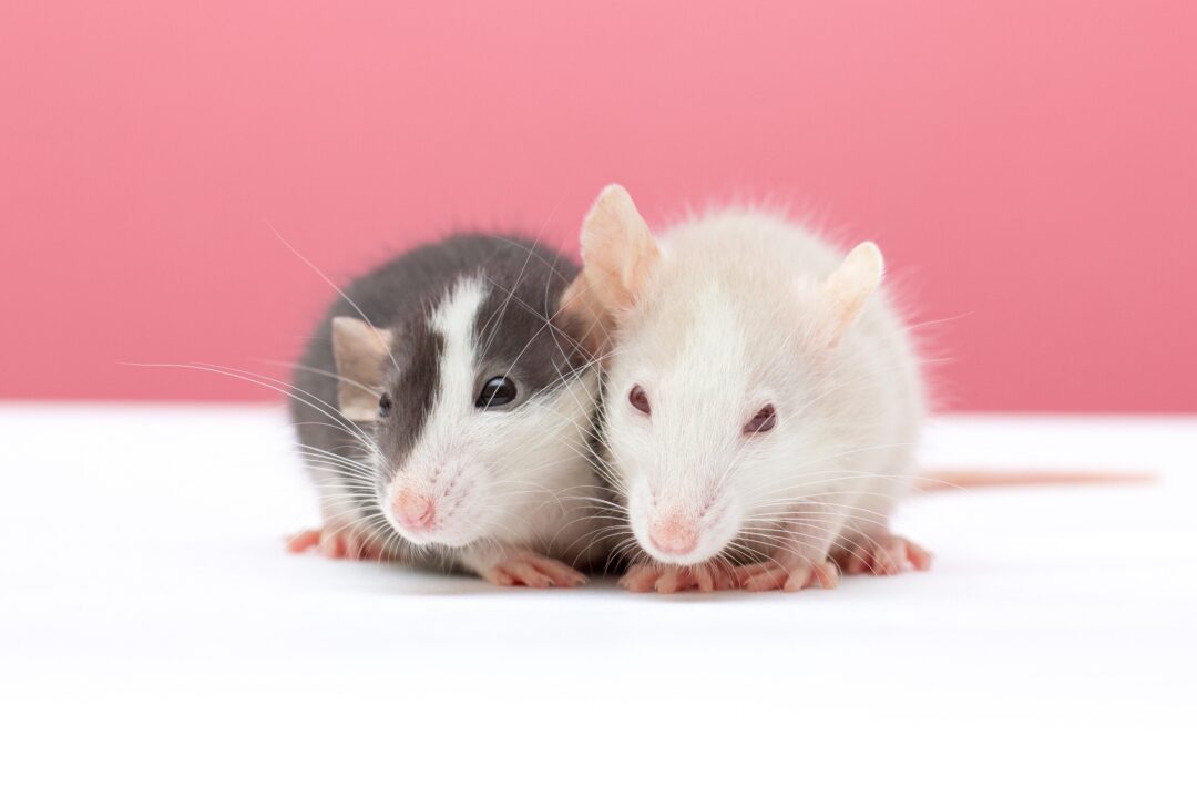 Dumbo Rat: Facts, Behavior, Prices & Care