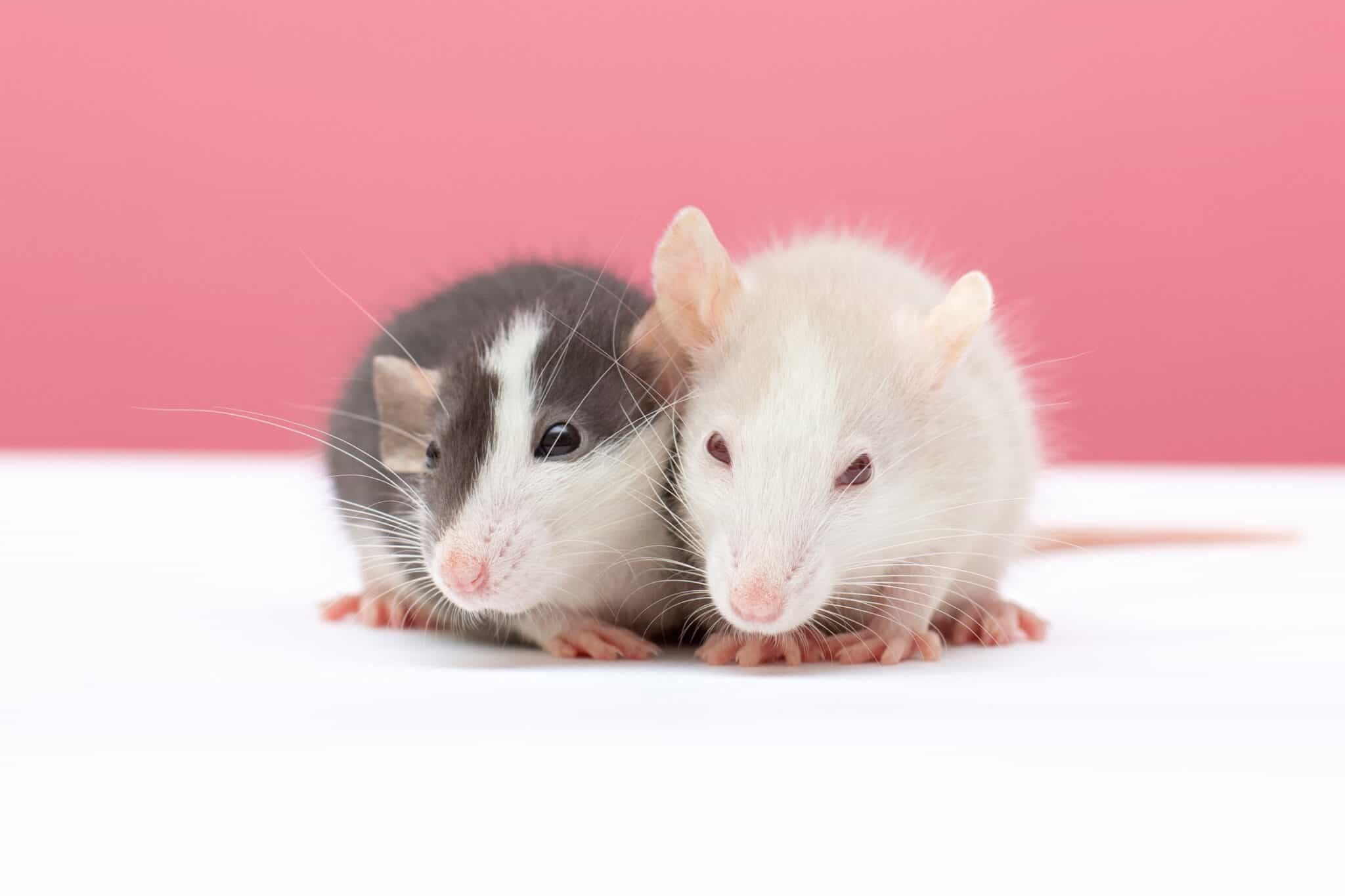 Dumbo Rat: Facts, Behavior, Prices & Care