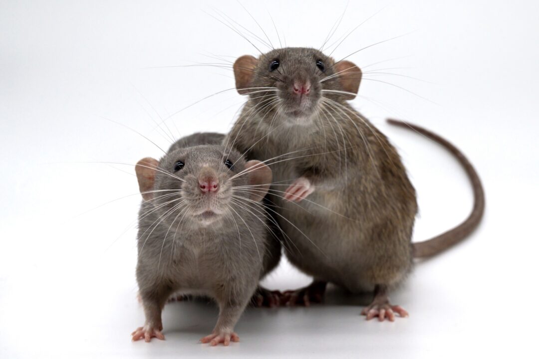 Dumbo Rat: Facts, Behavior, Prices & Care