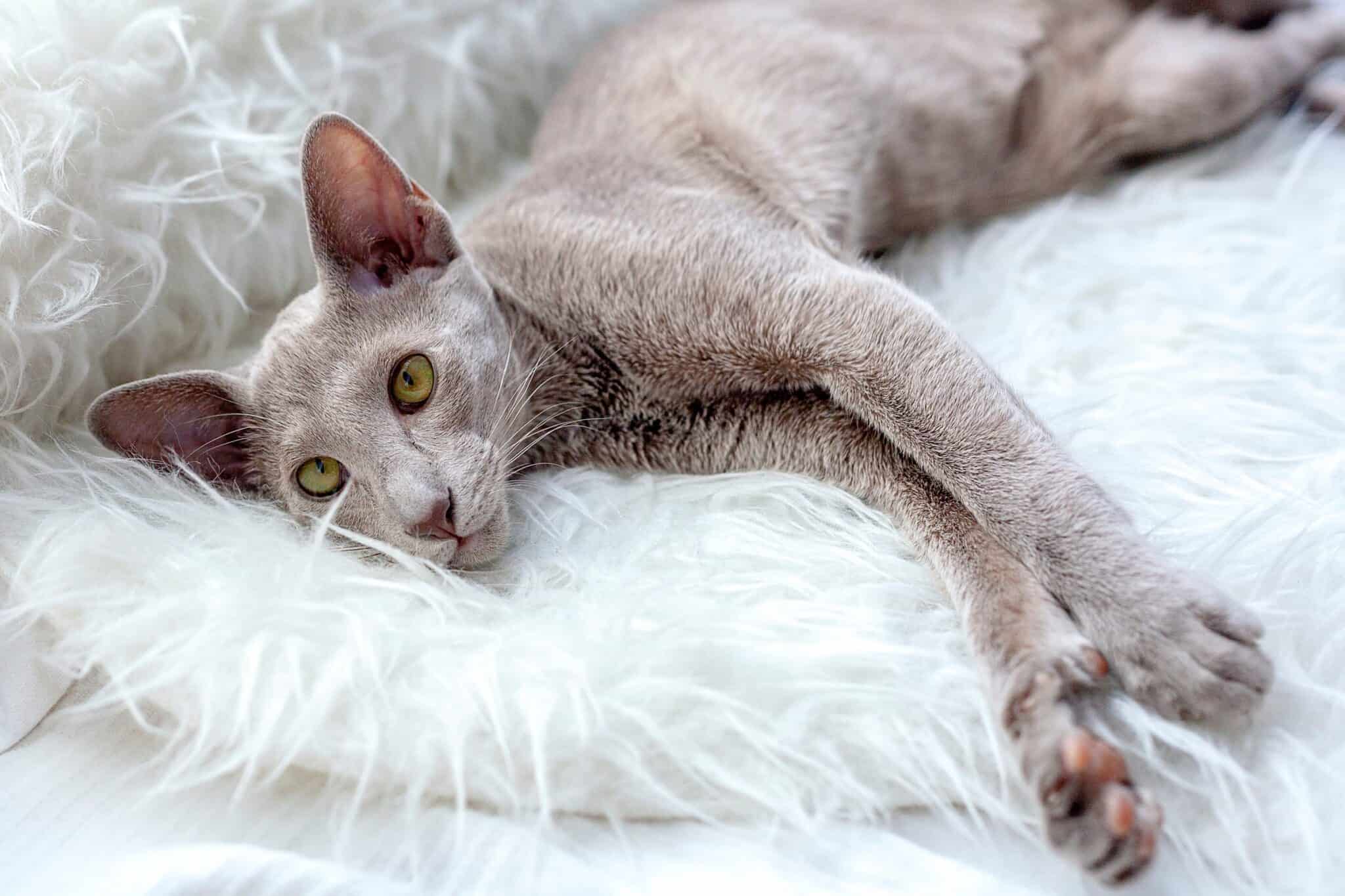 Long Faced Cats: What Cat Breed Has a Long Face?