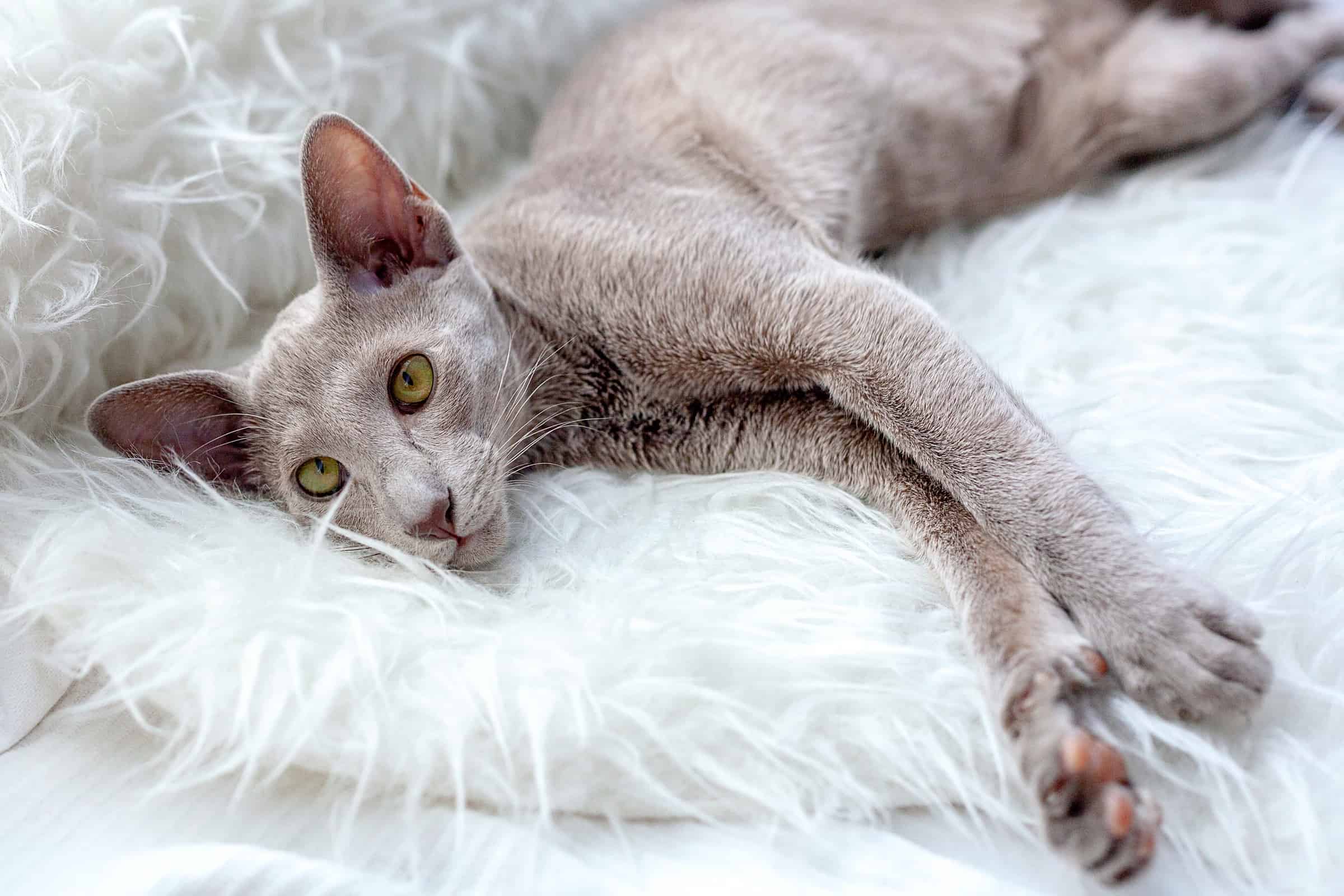 Long Faced Cats: What Cat Breed Has a Long Face?