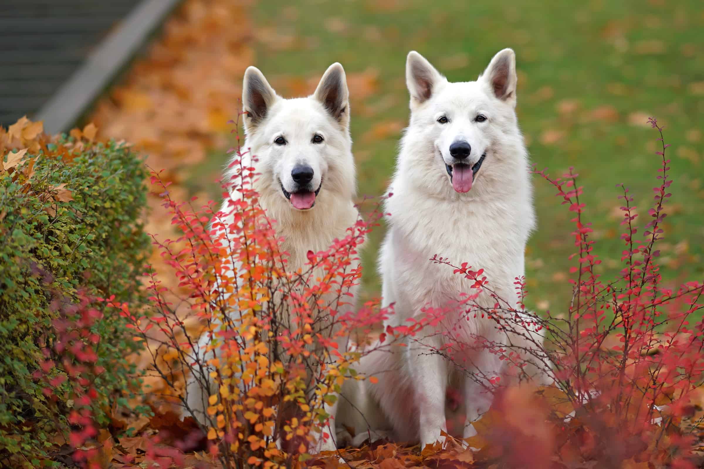 White Swiss Shepherd | Breed Information, Pictures & Facts