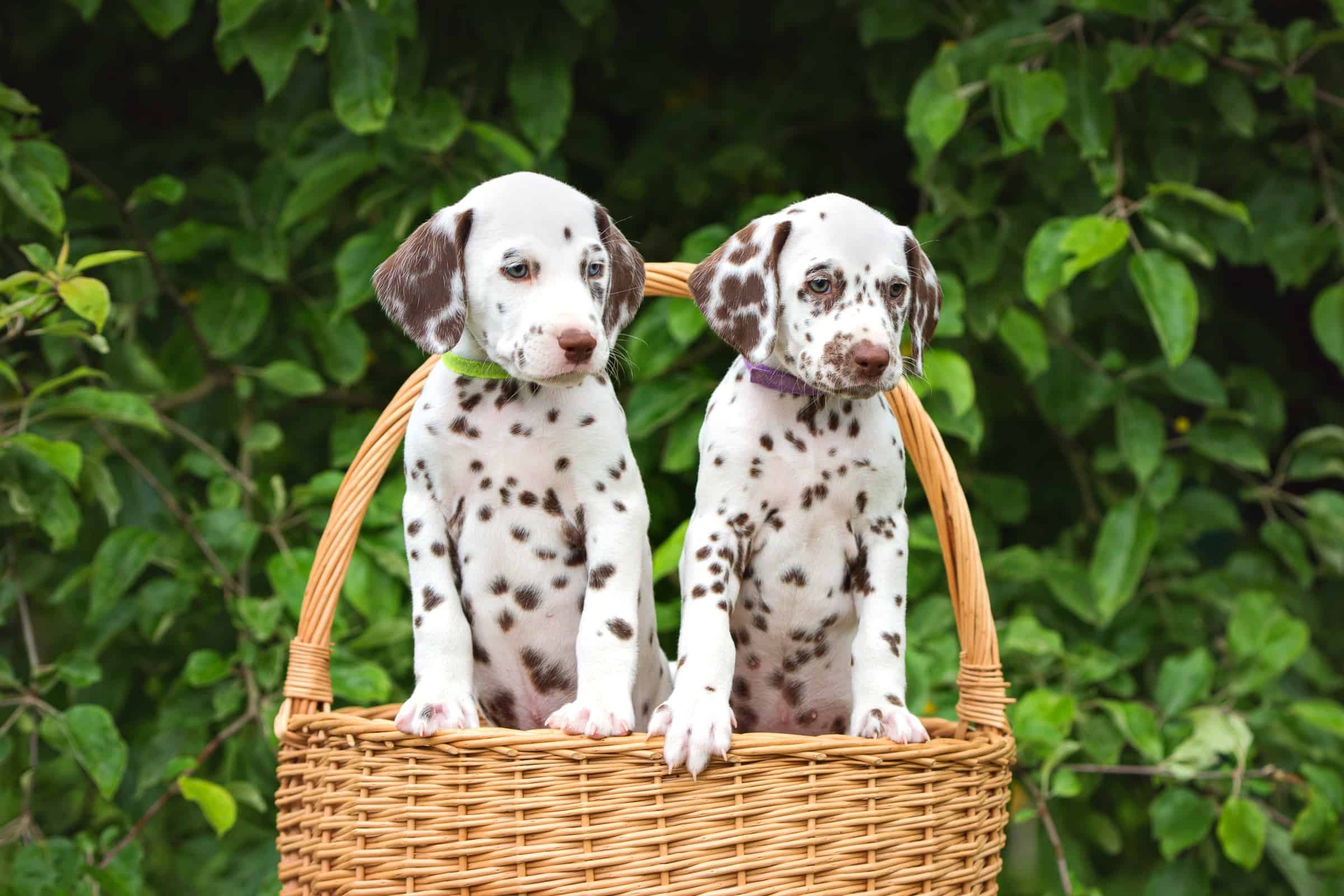 Spotted Dog Breeds: 59 Dogs With Spots (With Pictures)