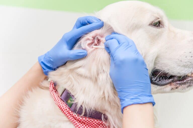6 Reasons Why Your Dog's Ears Smell (and How to Clean Them)