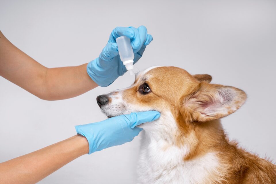 Dog Eye Stye: Causes, Symptoms & Treatments (With FAQs)