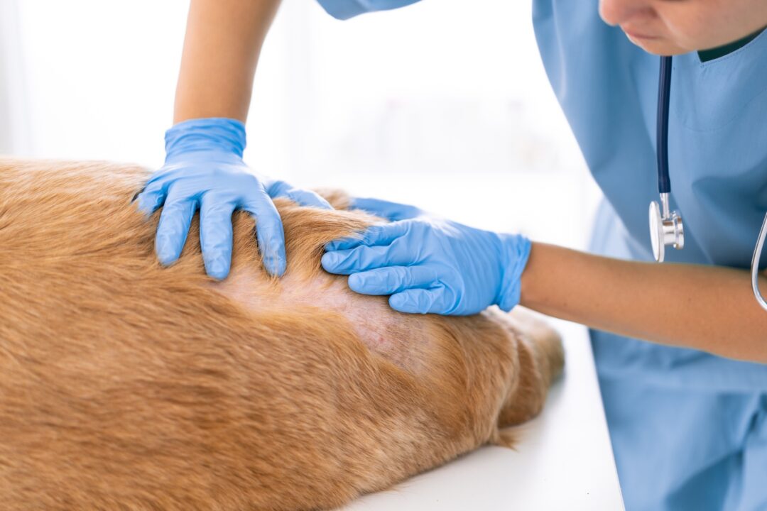 How to Identify and Treat Bug Bites on Dogs (With FAQs)