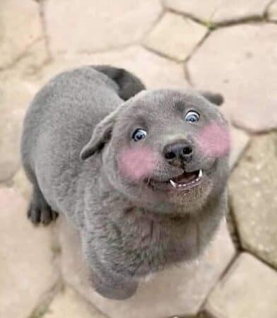 Hmong Dog: A Complete Guide to the "Cat Dog Hybrid"