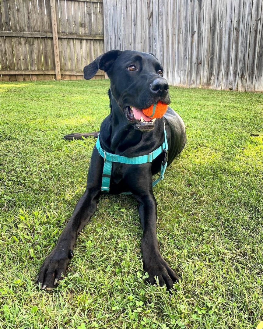 Rottweiler Mixes: 41 Best Rottie Crossbreeds (With Pictures)